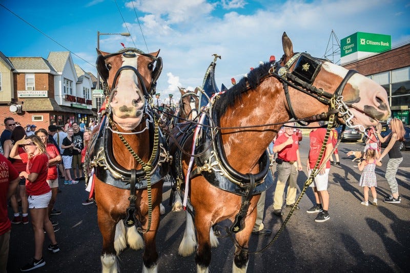 Budweiser Clydesdale coming Friday to Cottman Beverage | by Tom Waring ...