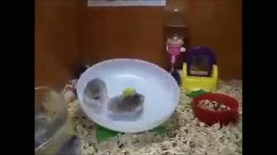 Hamster Running Wheel Gif