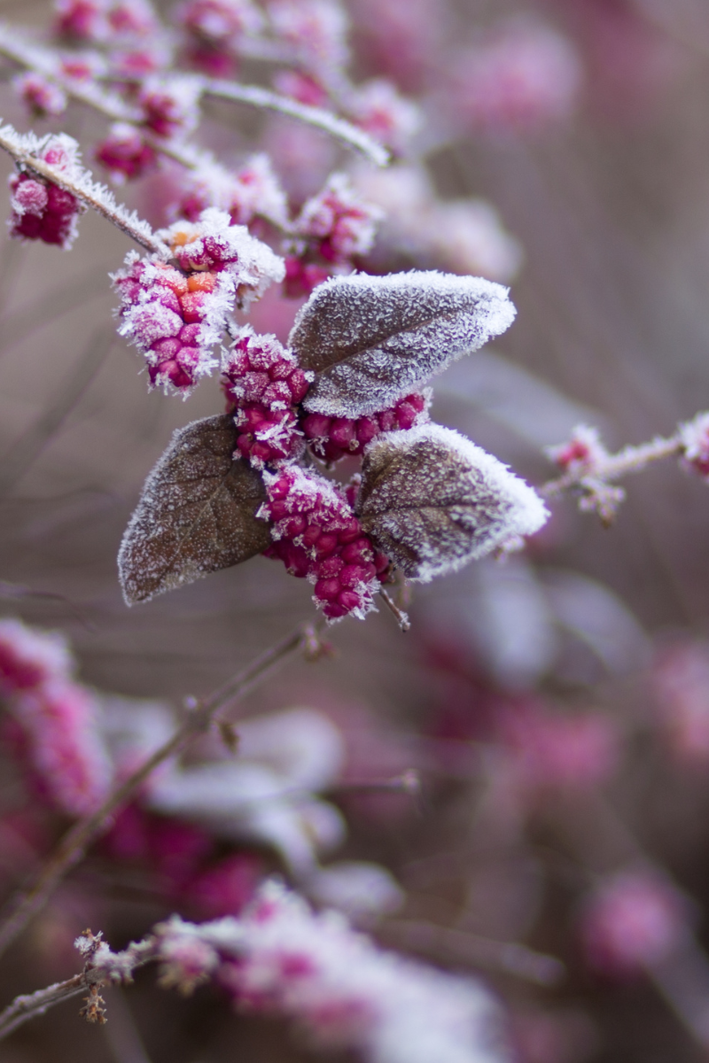 When Spring Is Coming and You Are Frozen Solid | by Jessica Ann | Feb ...