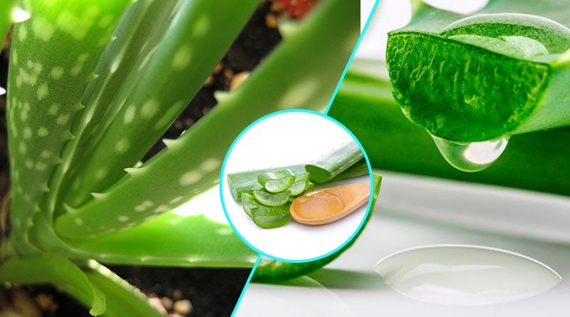 First Aid Benefits of Aloe Vera. Aloe Vera contains many minerals that ...