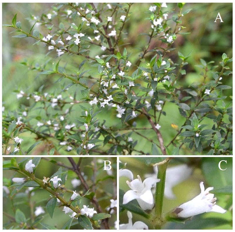 UST scientists name new potential medicinal plants after Pope Francis ...