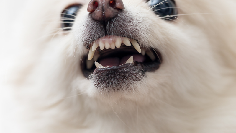 🐕Barking at Boogeymen: Calm Your Dog’s Fears of Mailmen & More! | by ...