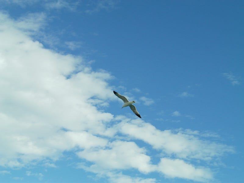 Wings. Discovering ADHD Magic | by Adva Shaviv, PhD, ADHD, :-D | ADHD ...