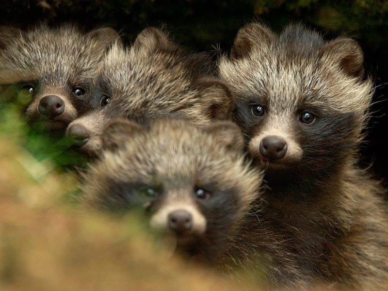 Four Tanuki pups, better known as Japanese raccoon dogs. | by Katherine Scheibler | Medium