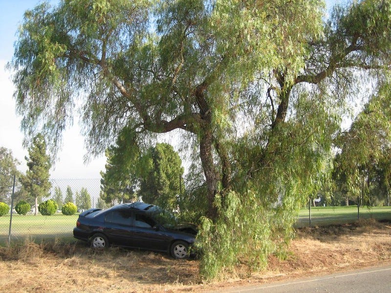 Tree. On knees bended after a bender After a… | by Pierre Sledge | Medium