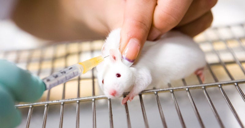 Animal Torture/(Testing). Animal testing as a whole has increased… | by ...