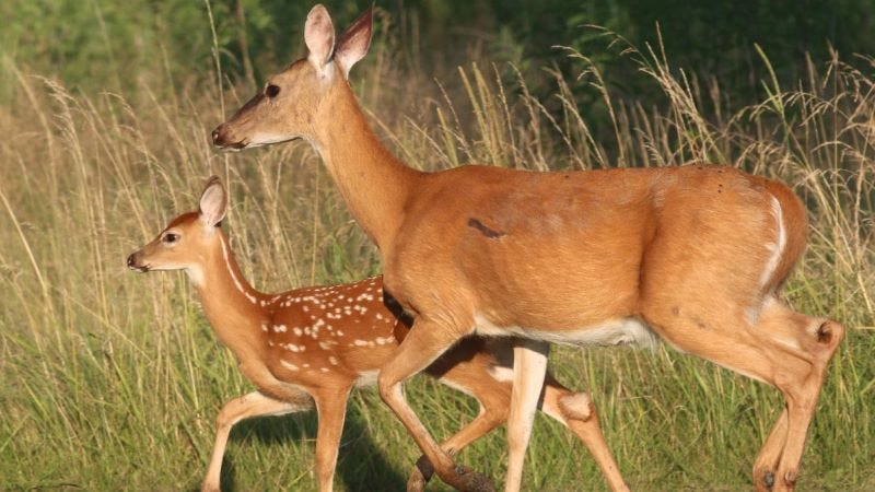 The Fawn - Wolf Poems - Medium