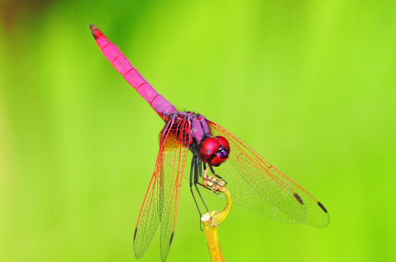 My Red Dragonfly. As a child I was visited by my red… | by Jeff Hanlon ...