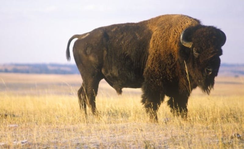 16 Kids, 5 Dads, and 1 Road Trip. Big fluffy animal. All cute and… | by ...