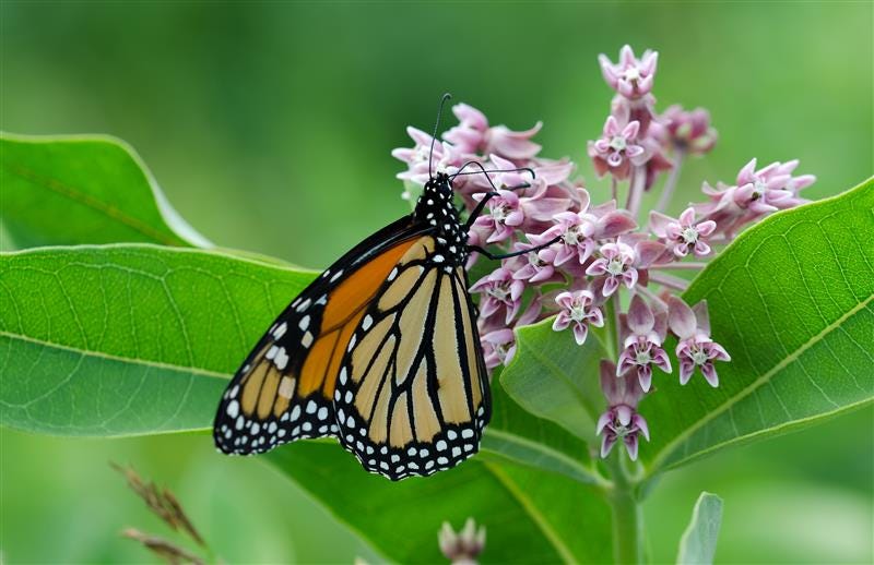 Assessing Canada’s Capacity to Support Monarch Butterfly Recovery: The ...