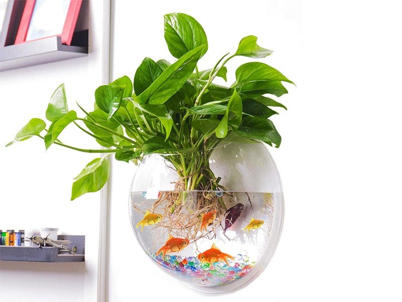 The Enchantment of a Mini Aquarium: A Guide to Small-Scale Aquatic ...