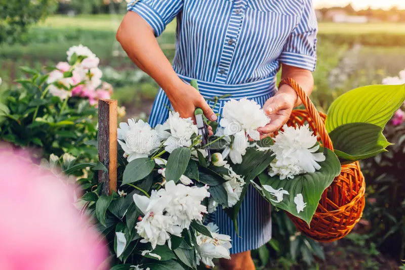 Helping Miss Hopkins with Her Garden | by Jerry Nelson | Thirty over ...