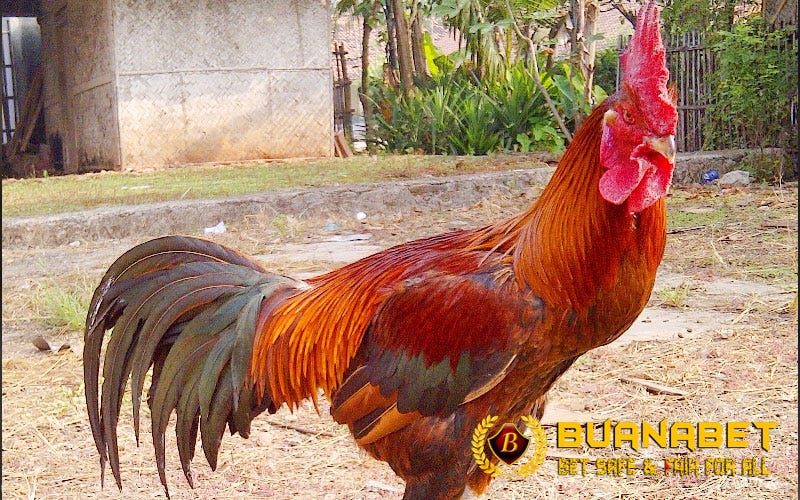 UNIK! KETAHUI 4 JENIS RAS AYAM POPULER YANG BISA BERNYANYI | by Stefanny Chandra | Medium