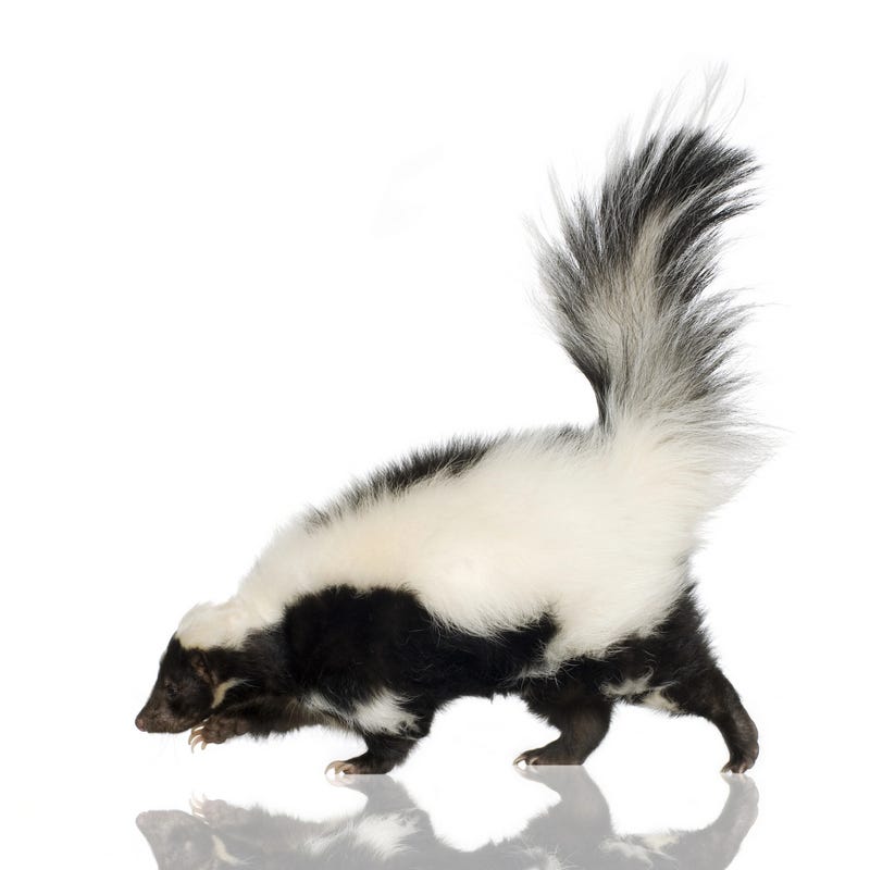 What a Skunk Taught Me About Resilience | by David Lee | Medium