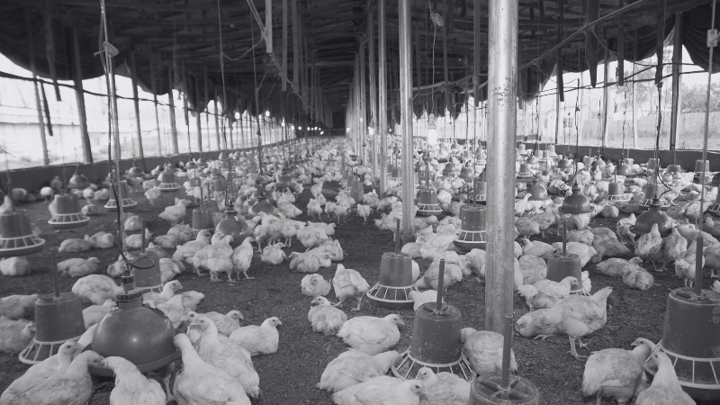 Australian Poultry Farm Detailed Information | by acreagevictoria | Jul ...