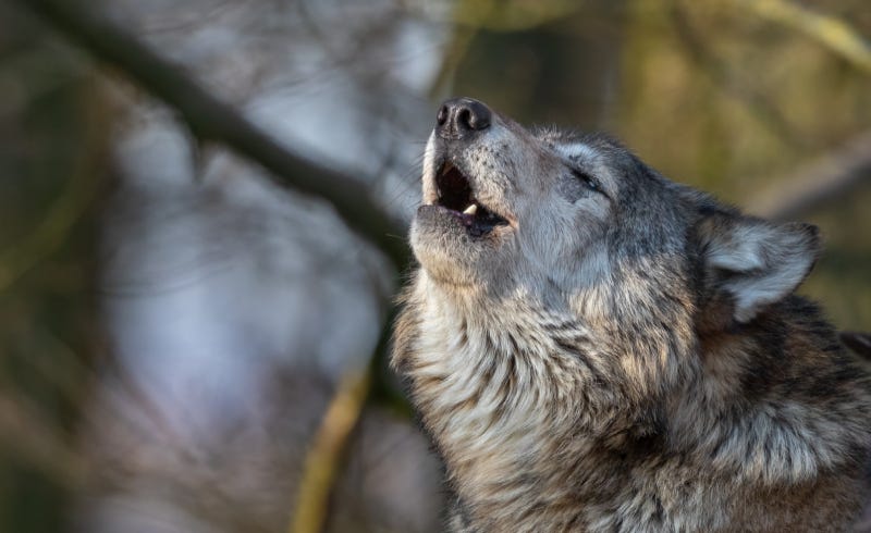 The Rise of the Lone Wolf: Understanding the Trend of Men Going Solo ...