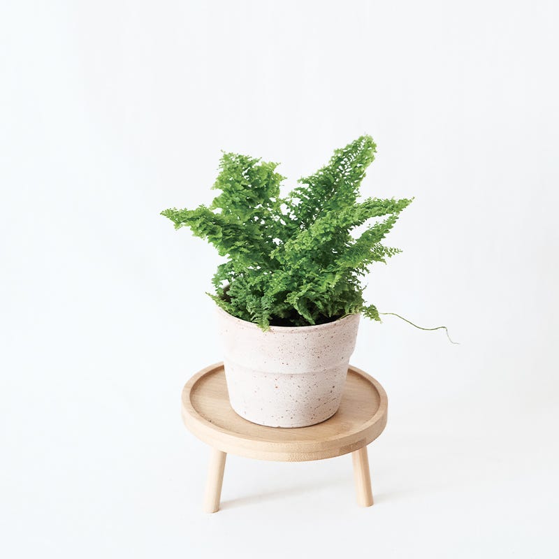 Monday Green. Episode 3 - Fluffy Ruffle Fern… | by Holachica Says | Sep ...