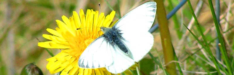 Power Broken. A dandelion is growing in your garden… | by Dr Katherine ...