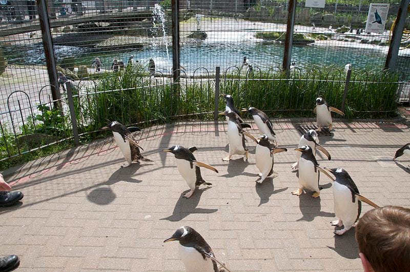 Penguins at Edinburgh Zoo. Edinburgh Zoo is one of my favorite… | by ...