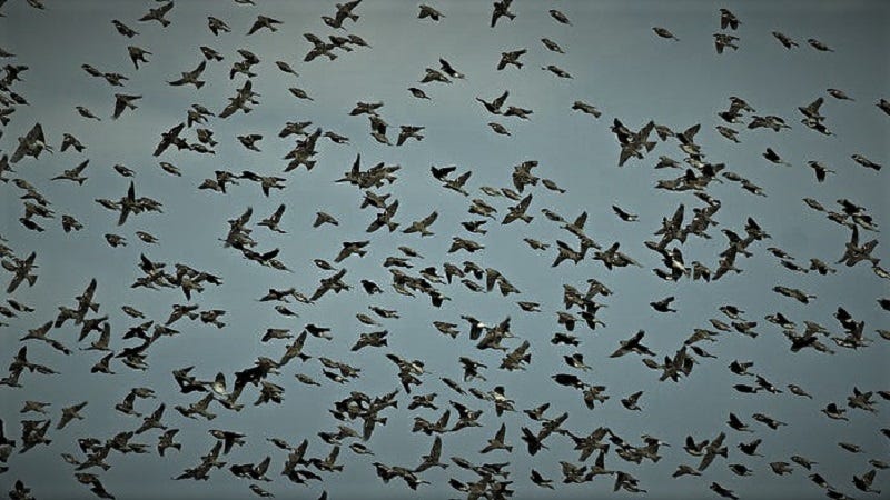 Sparrow Cloud. Feathered Bovine Thoughts | by Ulf Wolf | Wolf Musings ...