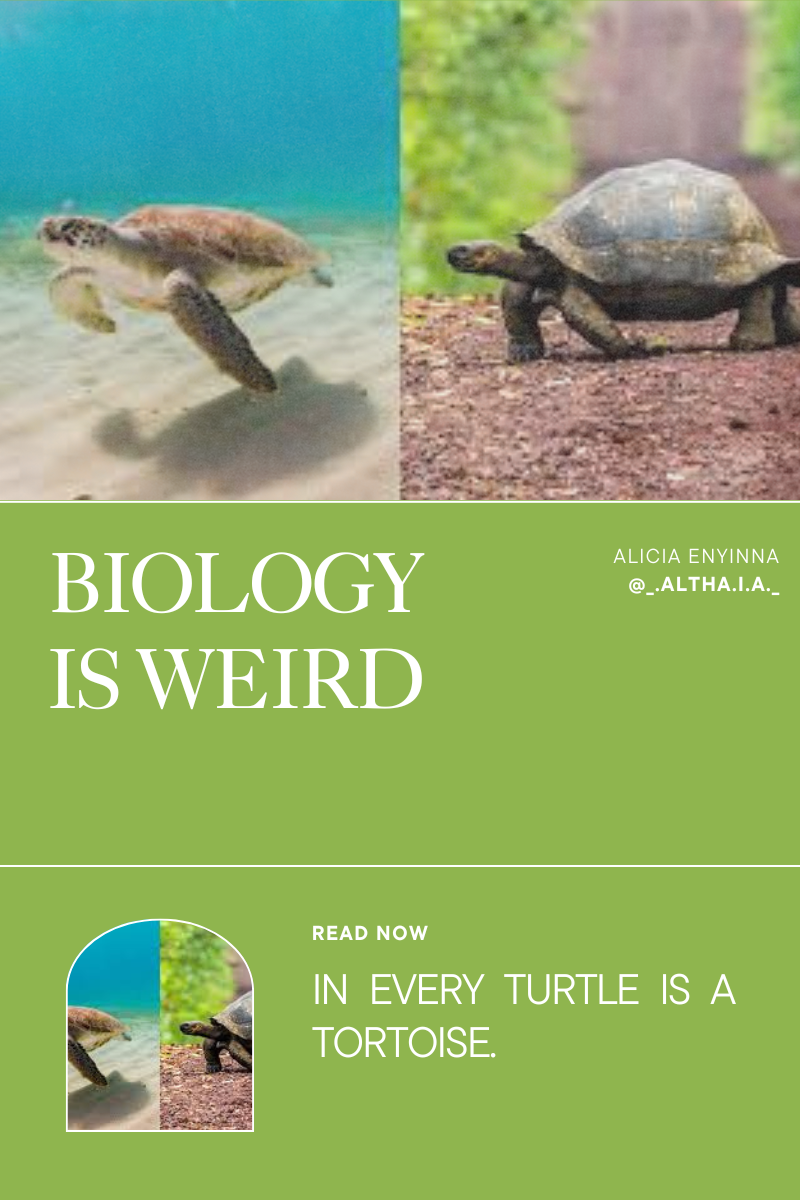 Biology Is Weird — In every turtle is a tortoise. | by Alicia Enyinna ...