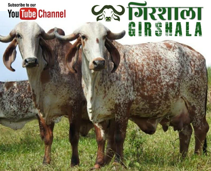 Desi Gir Cow and Gir Bull Farm GirShala. - Jaigaumata Com - Medium