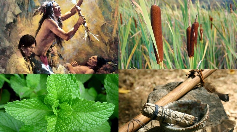 12 Plants Native Americans Used to Cure Everything, Even Cancer | by ...