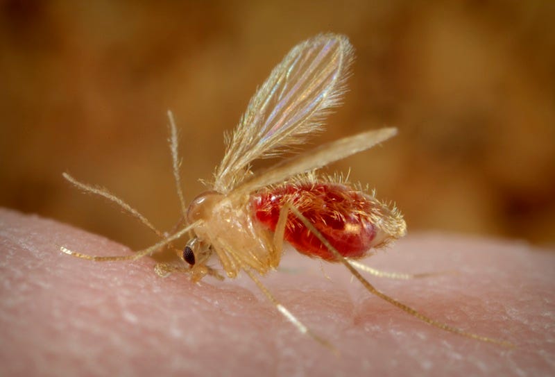 Identifying No See Ums When You Don’t See Em’ | by Online Pest Control ...