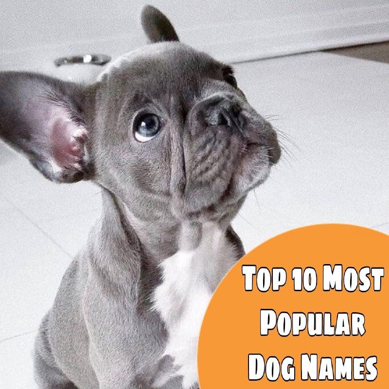Are you looking for some inspiration in the world of dog names? Most of ...