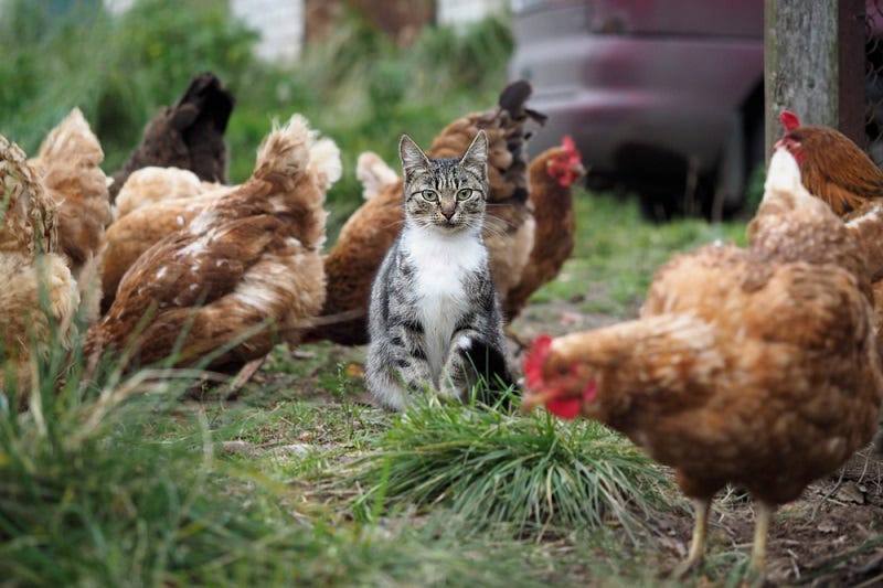 The Cat and the Hen - Juan Apolinario C. Reyes, MS - Medium