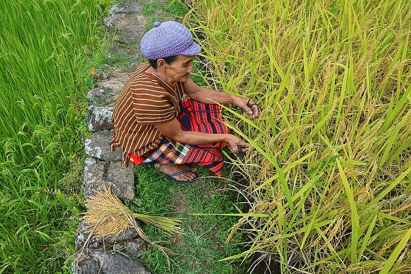 The Dwindling Workforce of Agriculture: The Philippines’ Next Big ...