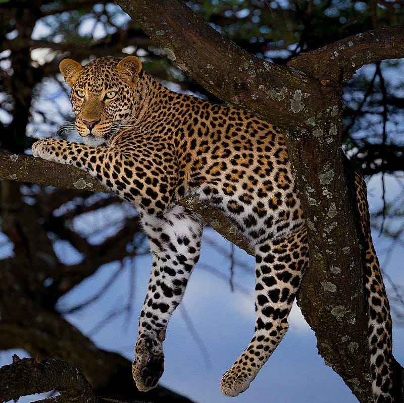 Leopard | by Rab Nawaz | Medium