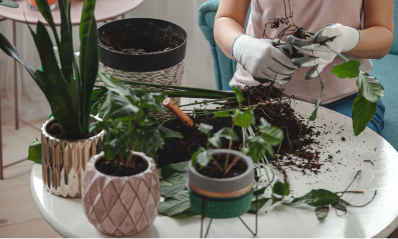 Embrace Greenery: A Guide to Thriving with Indoor Plants | by Chelsey ...