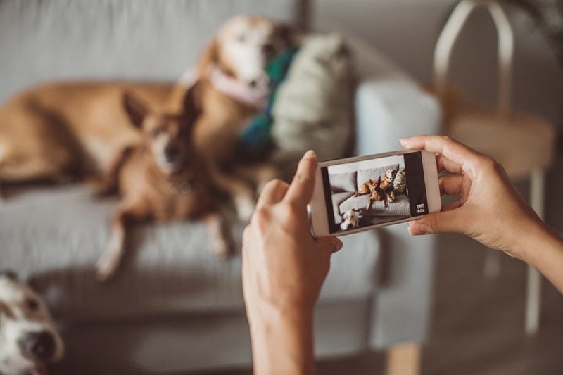 Pet Photography Tips: Capturing Memorable Moments with Your Pet | by ...
