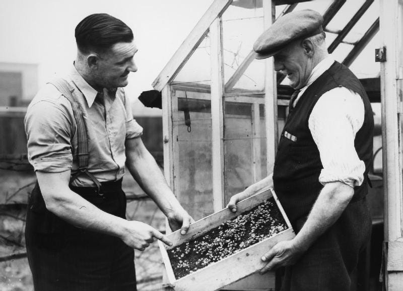 What We Can Learn From ‘Dig for Victory’, Britain’s World War Two ...