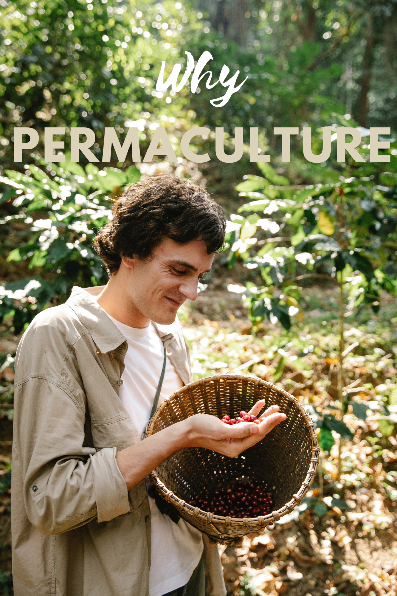 “Permaculture: Cultivating Mental Harmony and Healing in a Hectic World” | by Mukesh Chataut ...