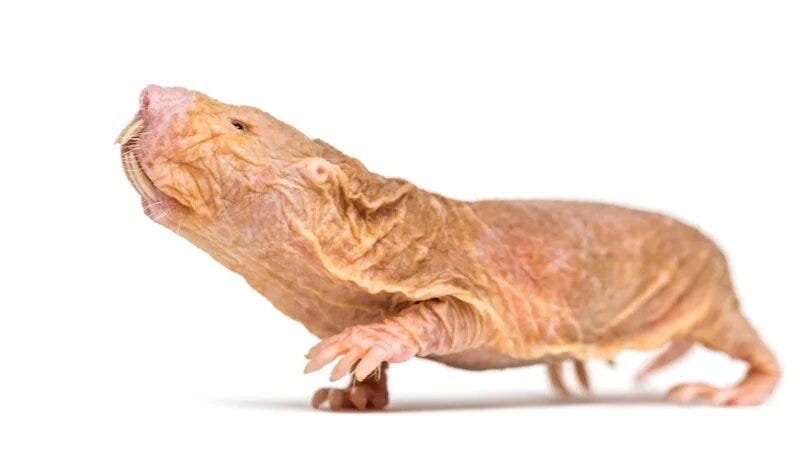 How Hyaluronan Synthase 2 Gene in Naked Mole Rats Can Be Helpful for ...