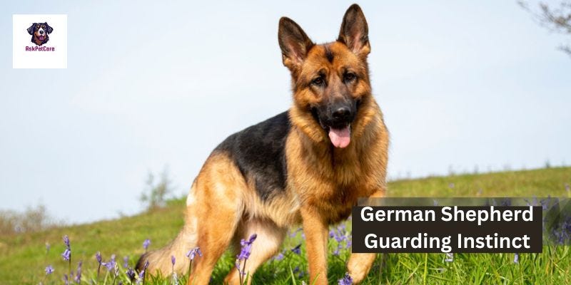 German shepherd Guarding Instinct: Top 10 Reasons - Dr.Arif Aziz - Medium