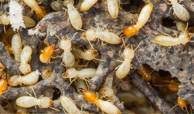 5 Reasons To Get Termite Inspection Done Regularly! | by ECO Guardians ...