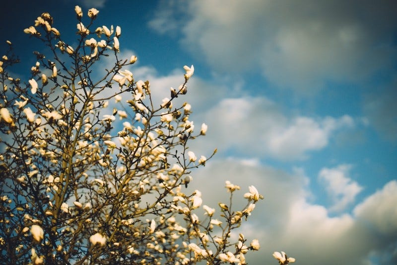 What is Happiness?. Happiness seems to be an elusive yet… | by Orson ...