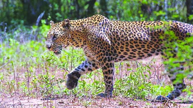 9 Tips to Gather Wild Animal’s Information for Your Project | by Vishal ...