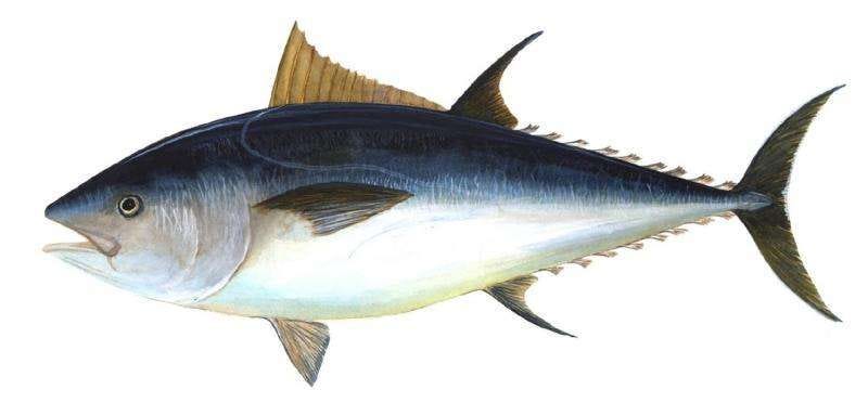 Promoted Tuna DApp From Local to Docker container along with Mongo container | by Venkata Thota ...