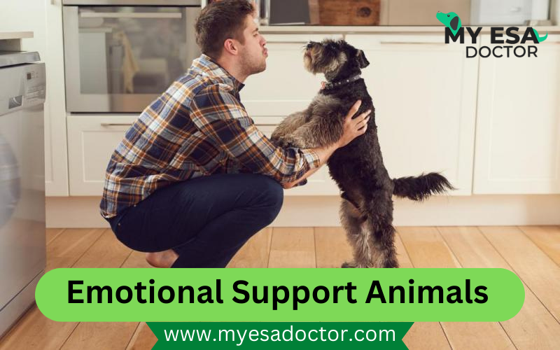 Emotional Support Animals: Who Needs Them? | by MY ESA Doctor | Medium