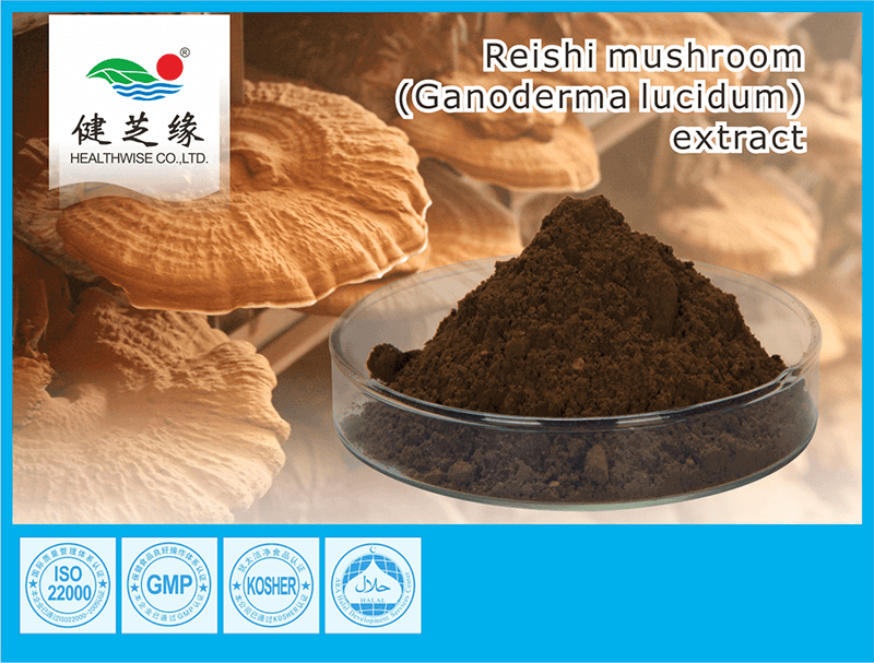 Reishi Mushroom Extract Powder Factory | by sfextract | Medium