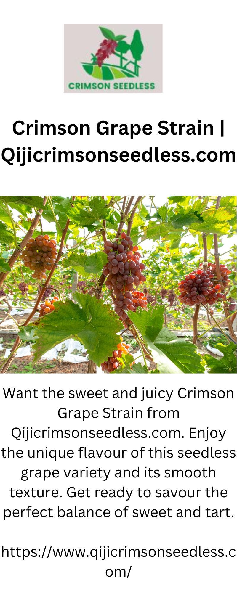 Crimson Grape Strain | Qijicrimsonseedless.com - Qijicrimson seedless ...