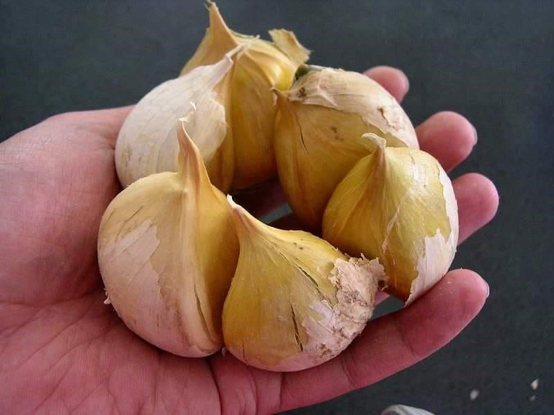 G1 Garlic: Unveiling the Gold Standard in Gourmet Garlic Varieties | by ...
