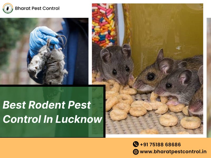 Rodent Pest Control in Lucknow. We all take great pleasure in our… | by ...