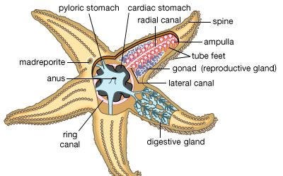 Starfish Nervous System Diagram