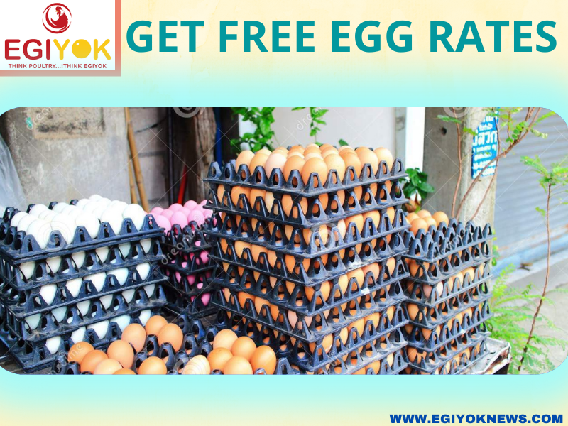 GET FREE EGG RATES IN ONE CLICK - sukhpreet Egiyok - Medium