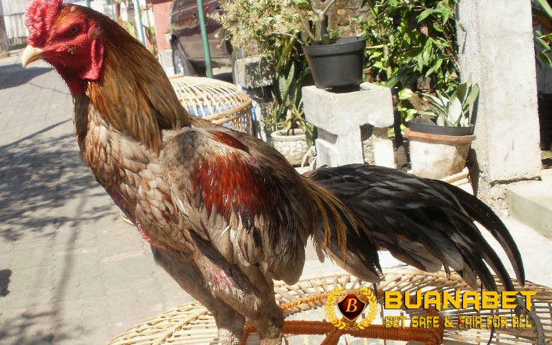KETAHUI KEUNGGULAN AYAM BANGKOK KLAWU, SI CANTIK ABU-ABU | by Stefanny Chandra | Medium